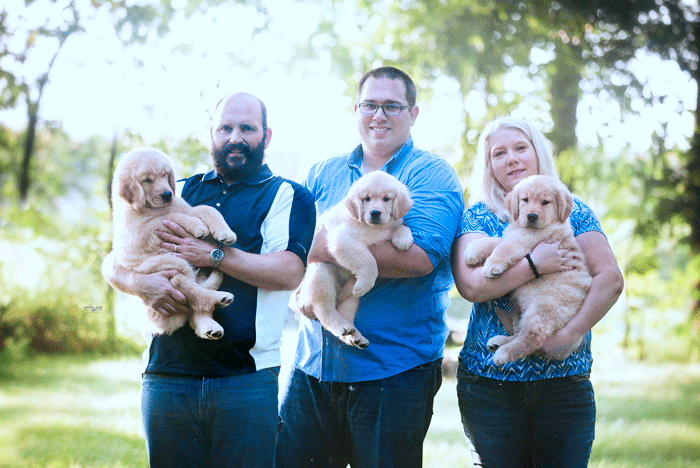 Sun Golden - Golden Retrievers
