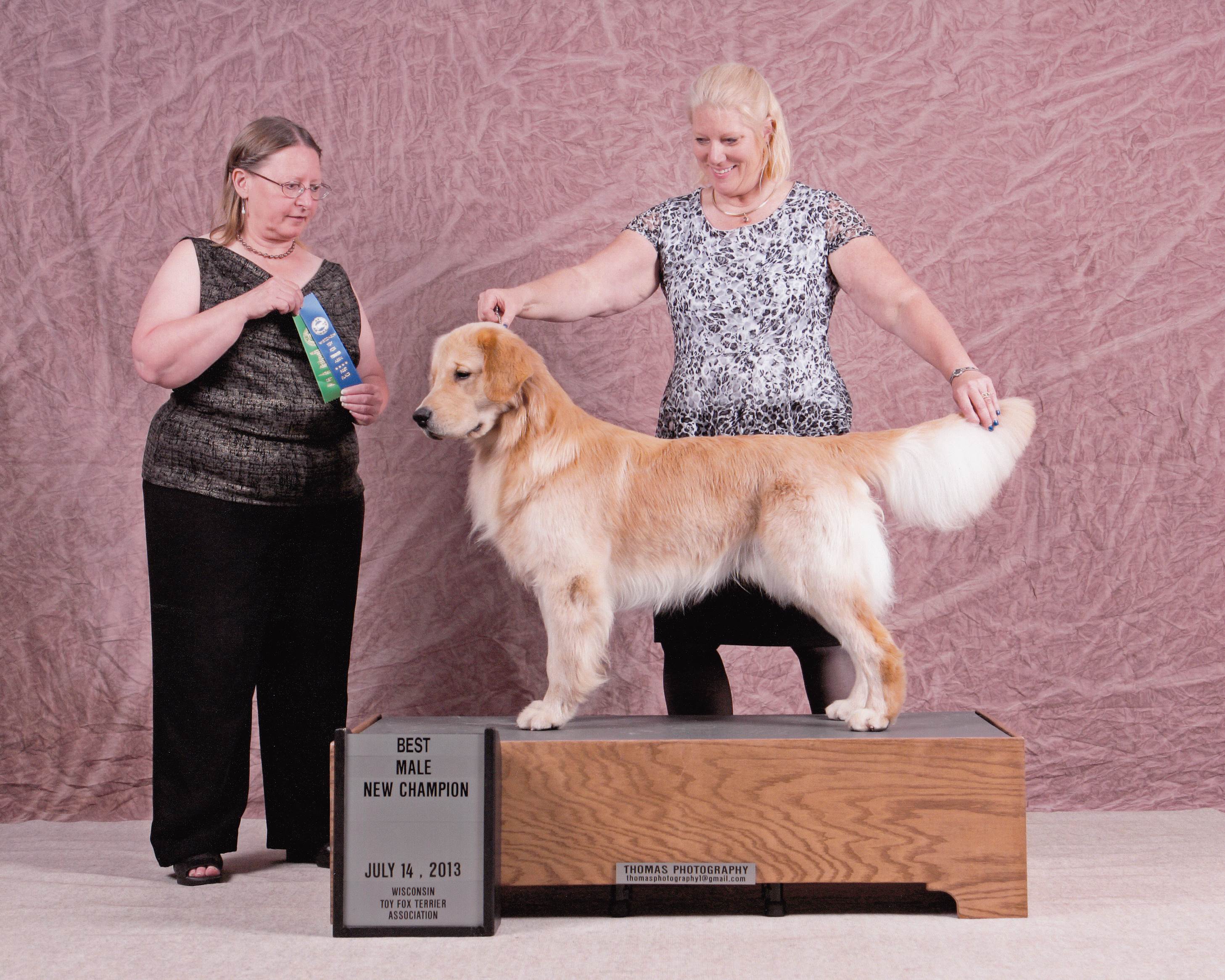 Sun Golden - Golden Retrievers