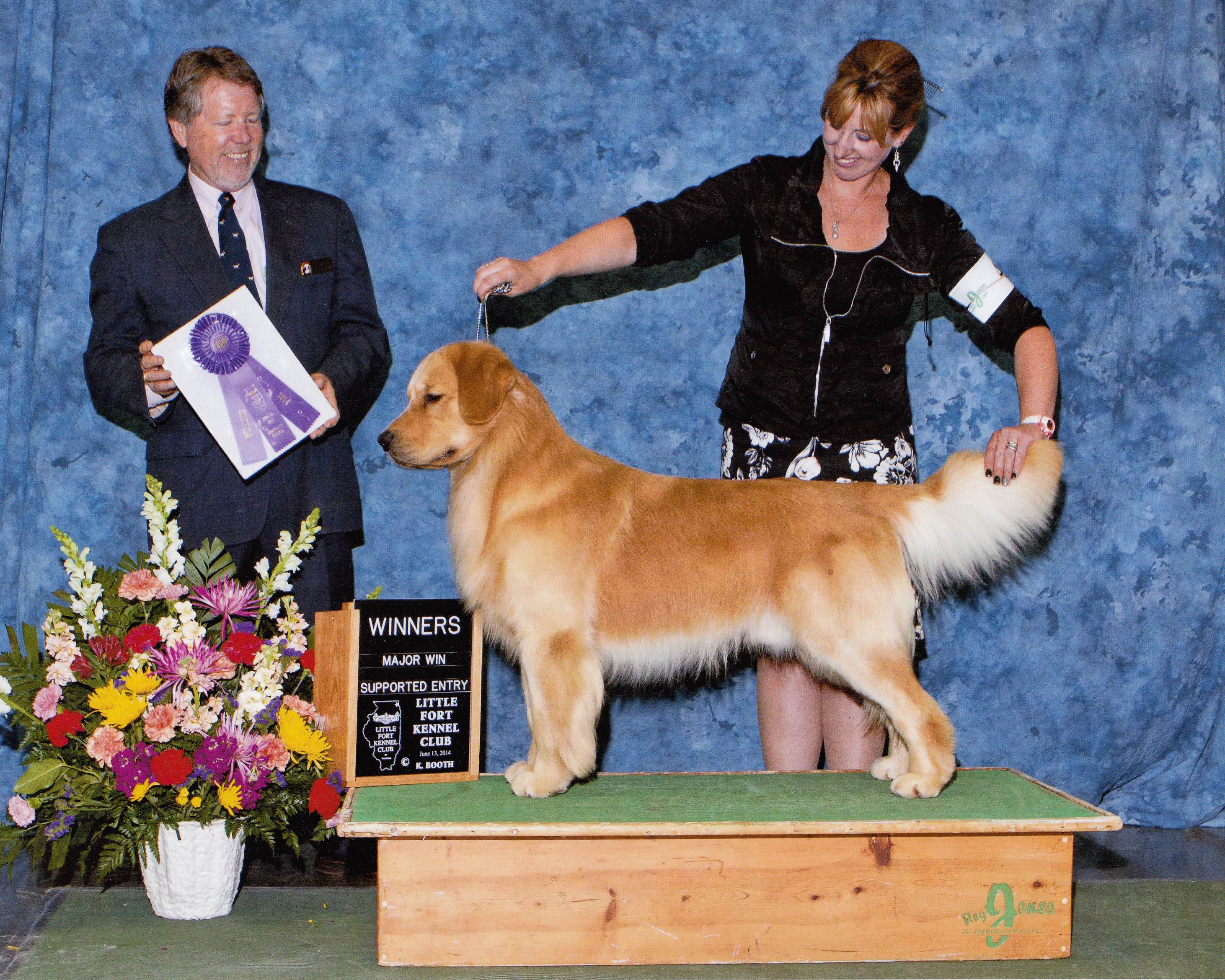 Sun Golden - Golden Retrievers