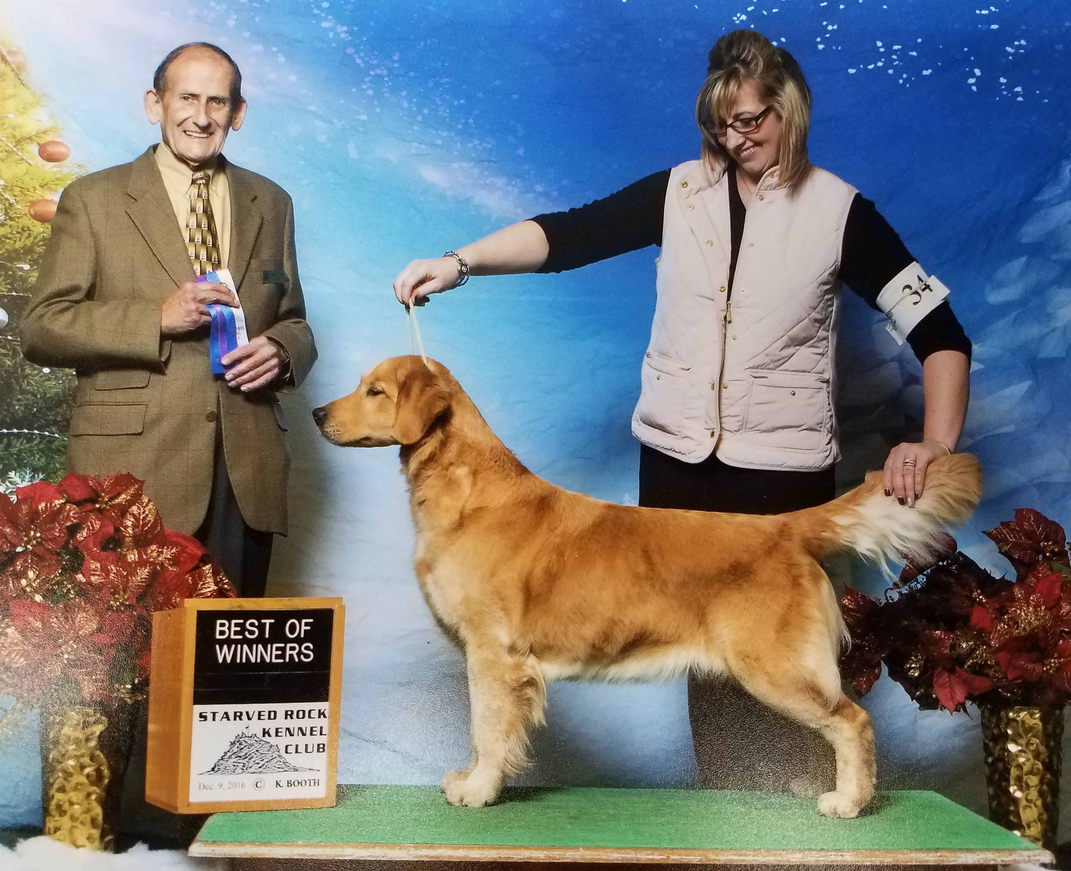 Sun Golden - Golden Retrievers