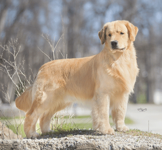 Sun Golden - Golden Retrievers