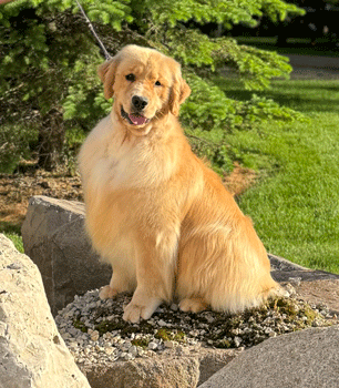 Sun Golden - Golden Retrievers