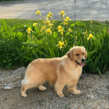 Sun Golden - Golden Retrievers