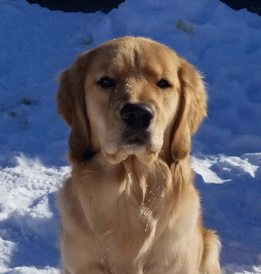 Sun Golden - Golden Retrievers