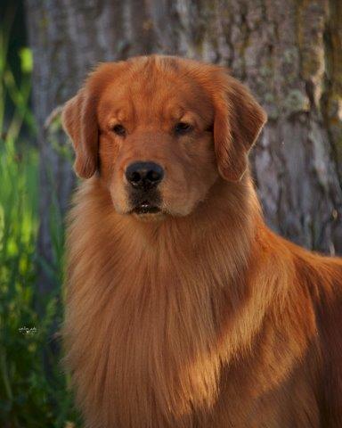 Sun Golden - Golden Retrievers