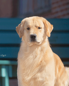 Sun Golden - Golden Retrievers