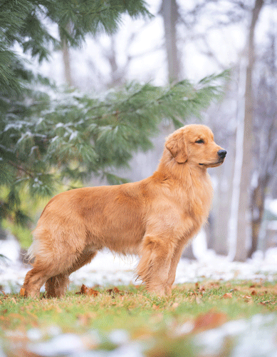 Sun Golden - Golden Retrievers