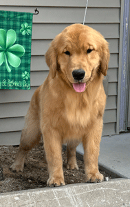 Sun Golden - Golden Retrievers