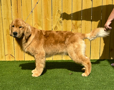 Sun Golden - Golden Retrievers