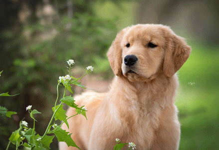Sun Golden - Golden Retrievers