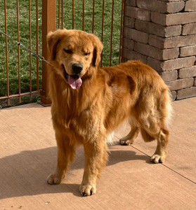 Sun Golden - Golden Retrievers