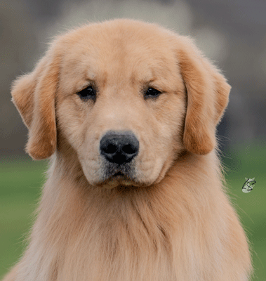 Sun Golden - Golden Retrievers