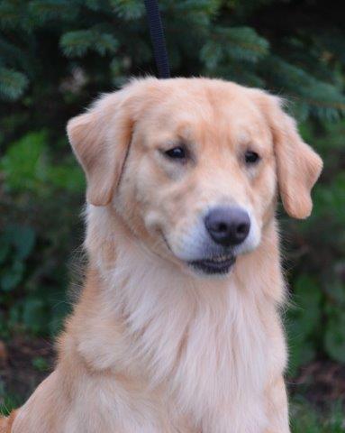 Sun Golden - Golden Retrievers