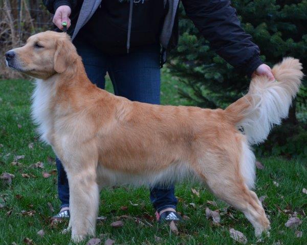 Sun Golden - Golden Retrievers