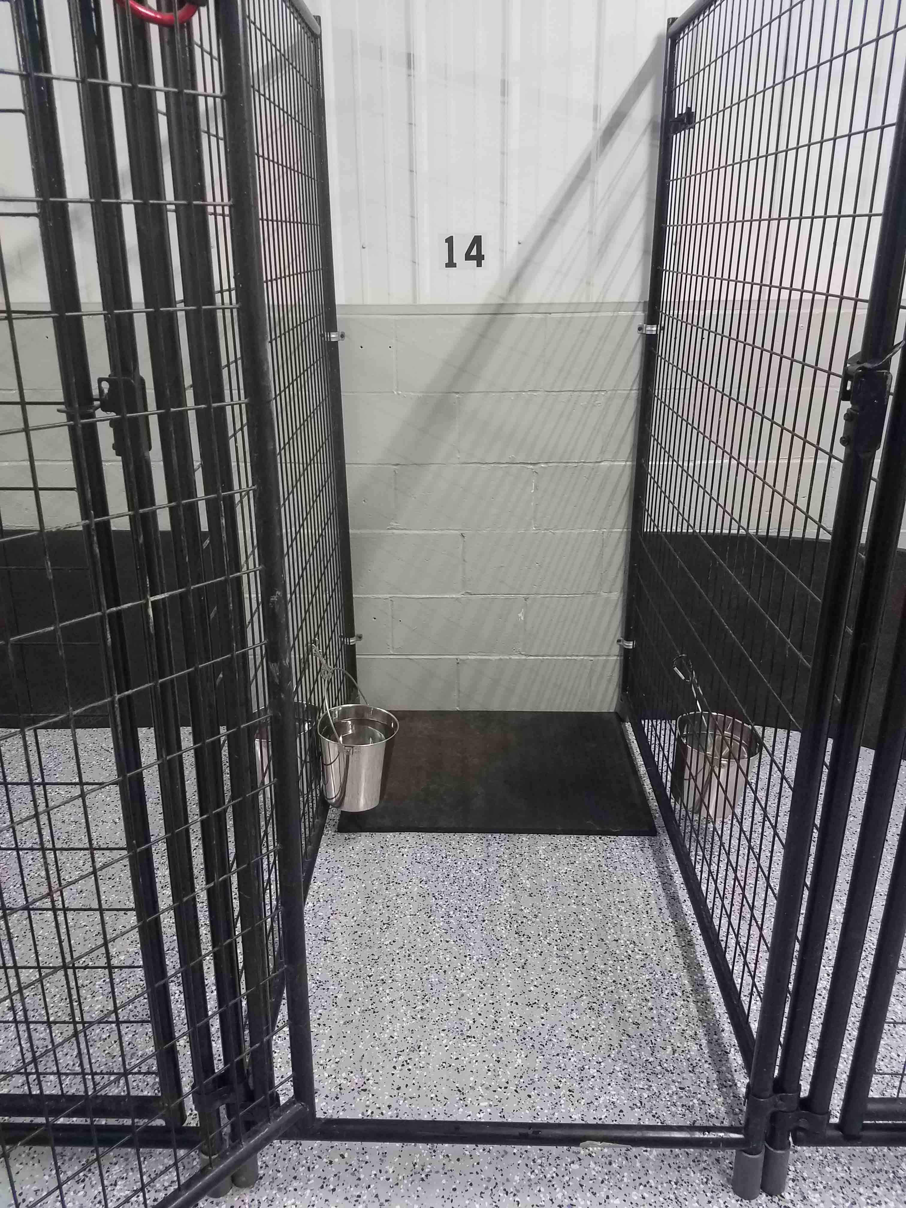 Sun Golden - Golden Retrievers