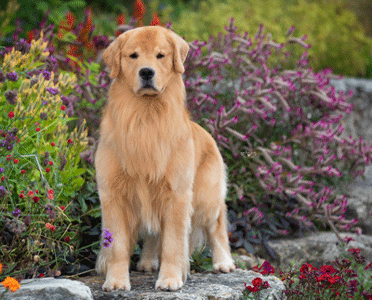 Sun Golden - Golden Retrievers