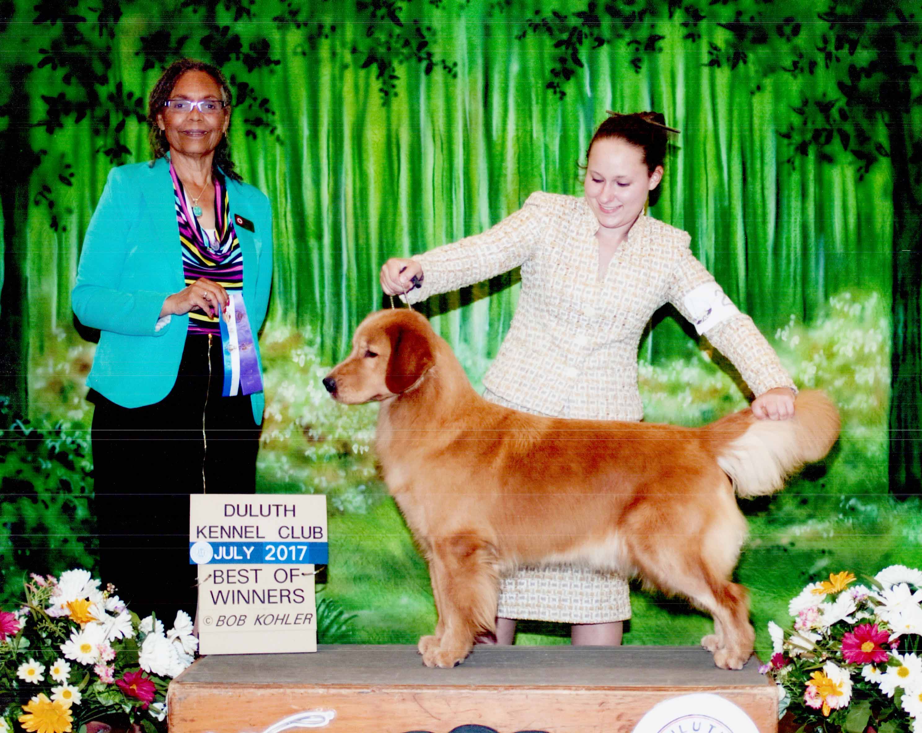 Sun Golden - Golden Retrievers
