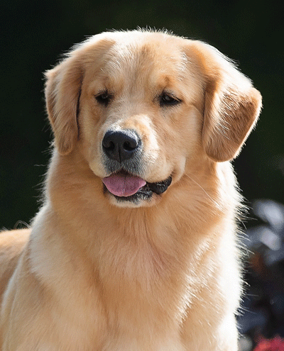 Sun Golden - Golden Retrievers