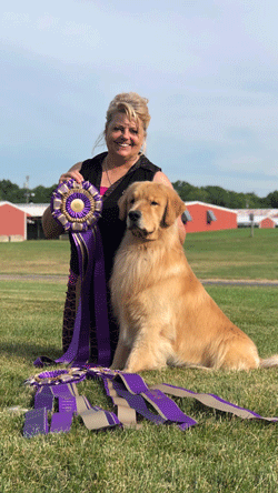 Sun Golden - Golden Retrievers