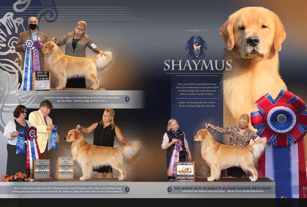 Sun Golden - Golden Retrievers