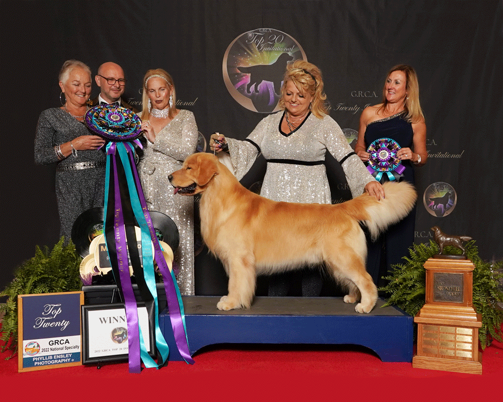 Sun Golden - Golden Retrievers