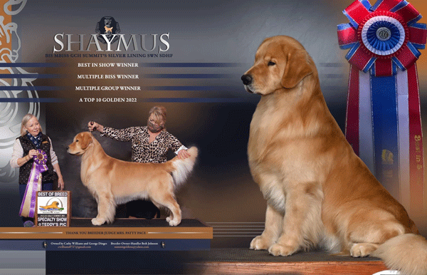 Sun Golden - Golden Retrievers