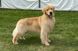 Sun Golden - Golden Retrievers