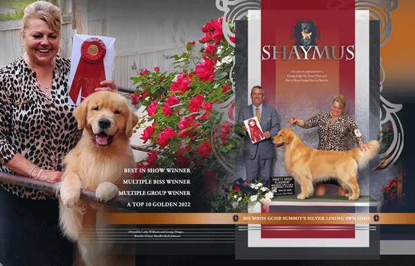 Sun Golden - Golden Retrievers